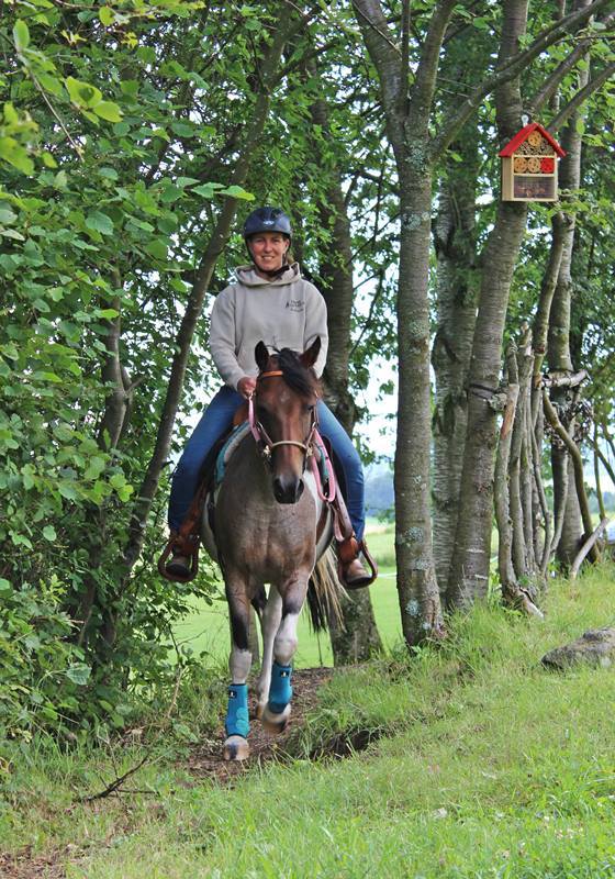 Dream Ranch - Die Adresse für Freizeit- & Westernreiter - Startseite